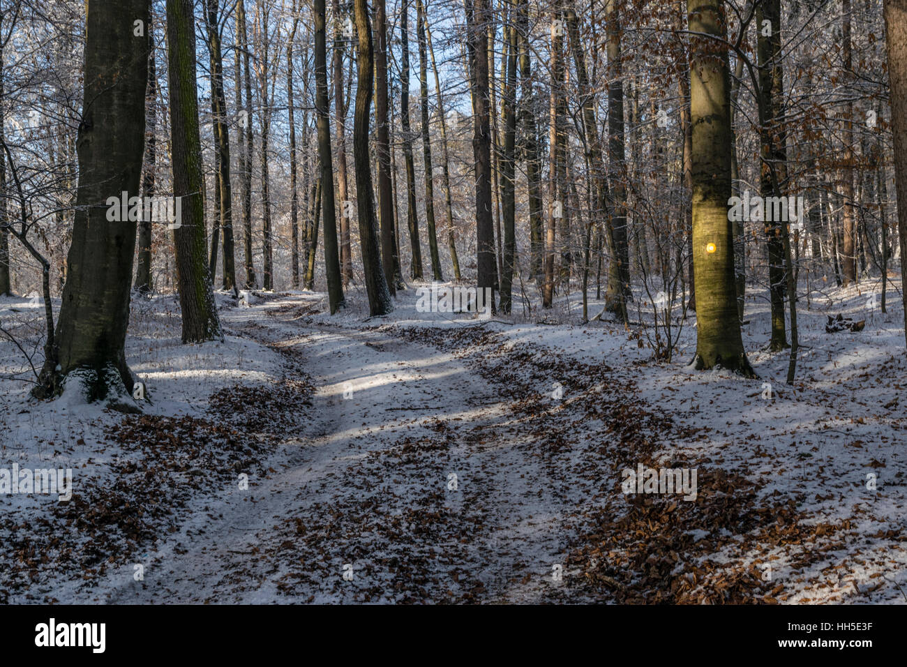 Forest in cold winter morning Stock Photo - Alamy