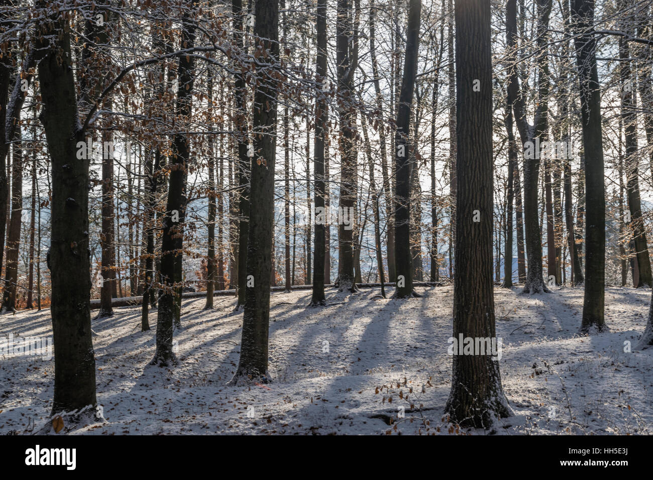 Forest in cold winter morning Stock Photo - Alamy