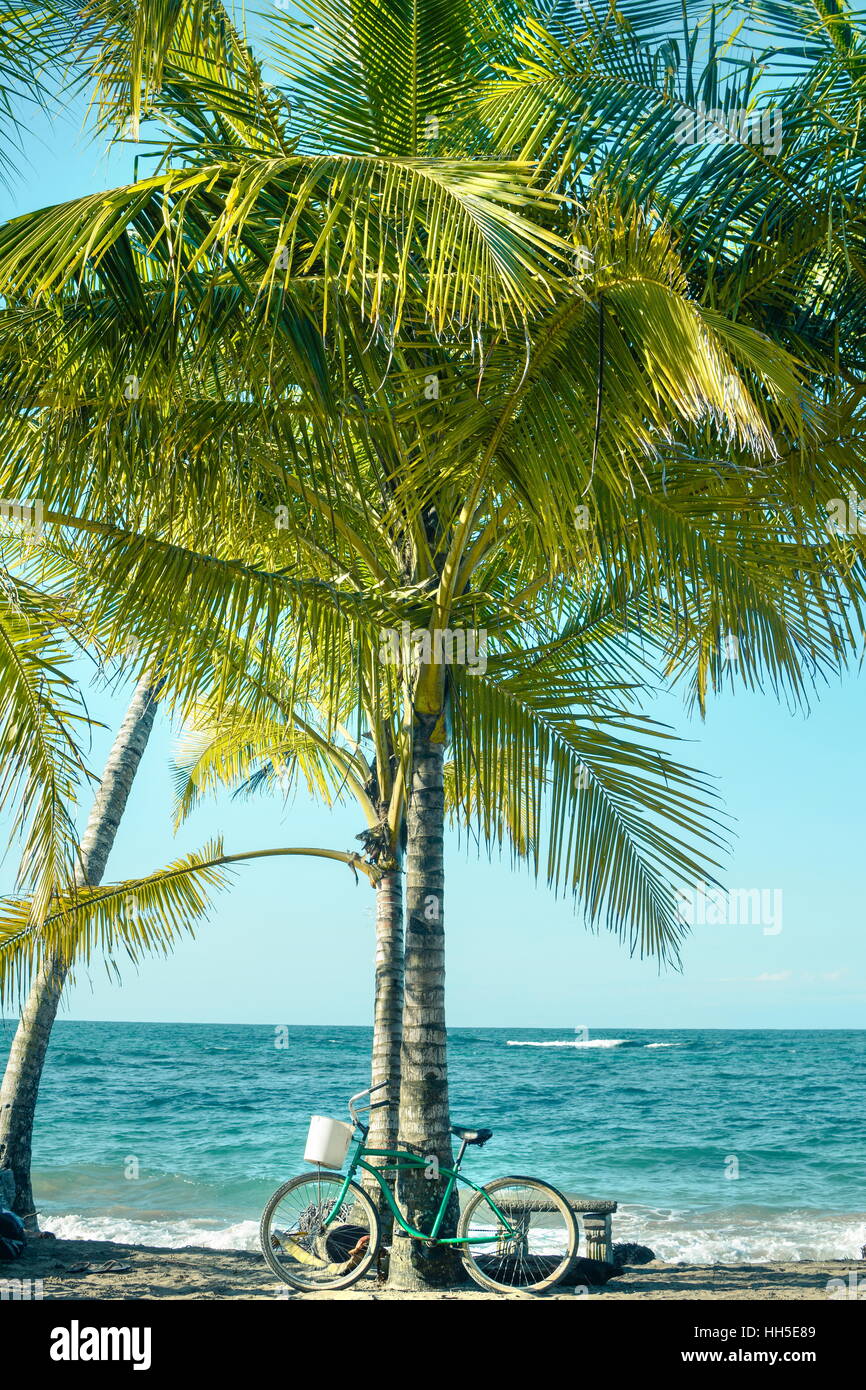 The leaning palm tree hi-res stock photography and images - Alamy