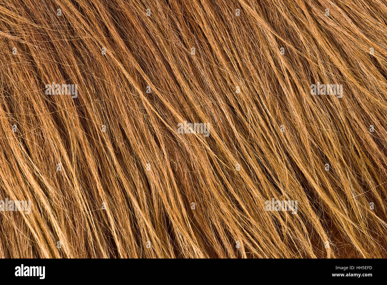 red brown orange yellow horse hair mane Stock Photo - Alamy
