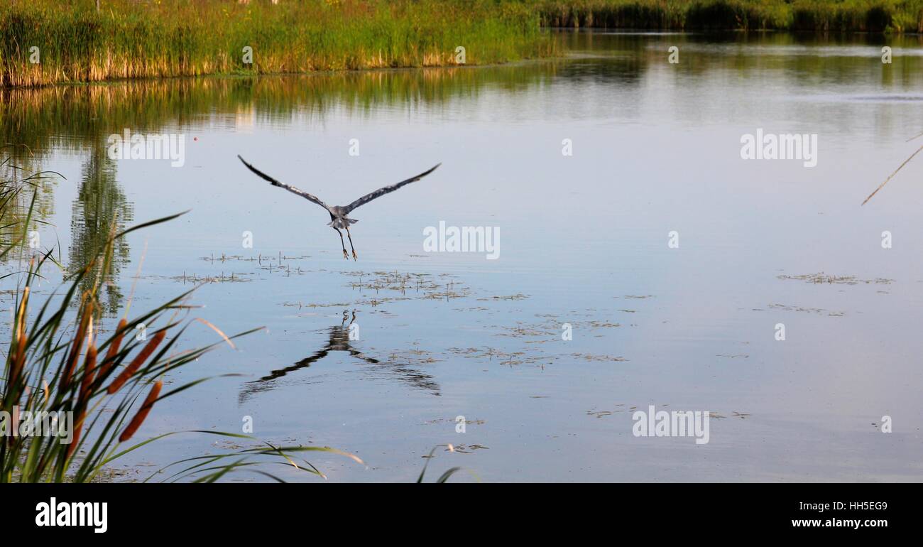 Crane flying over lake hi-res stock photography and images - Alamy