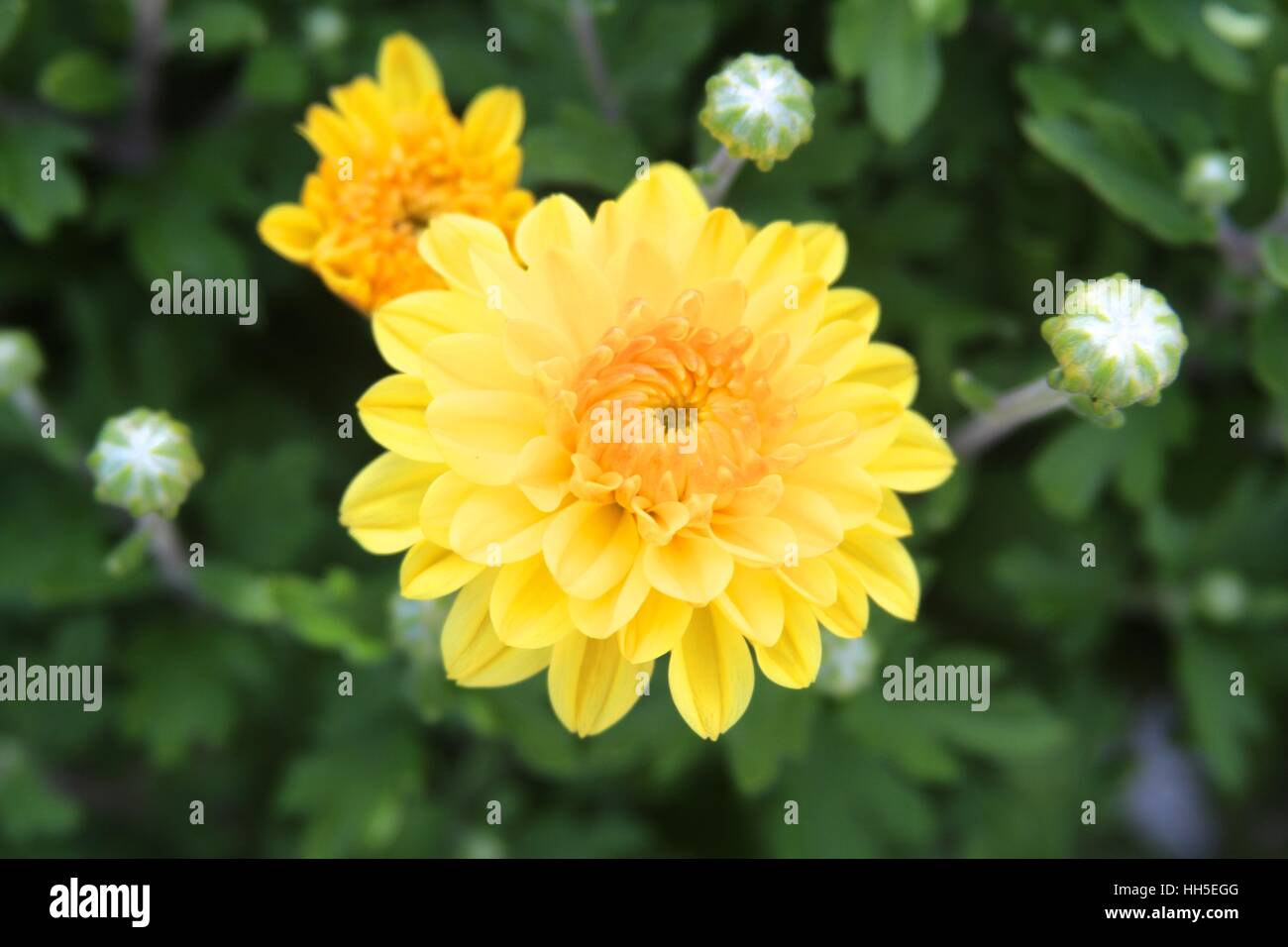 A small yellow flower Stock Photo - Alamy