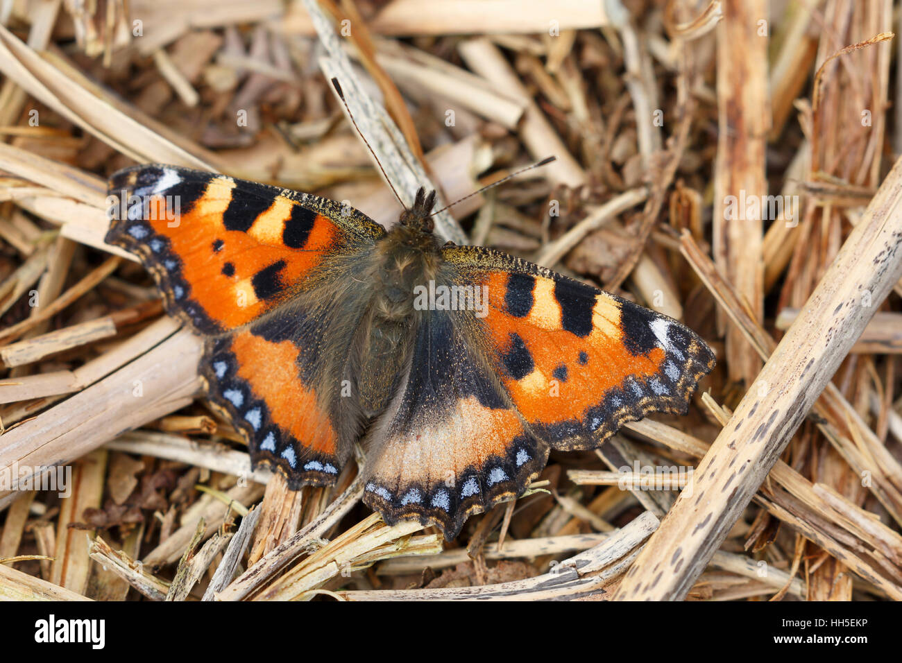 Small tortoiseshell butterfly, Aglais urticae, Baslow, Derbyshire Stock ...