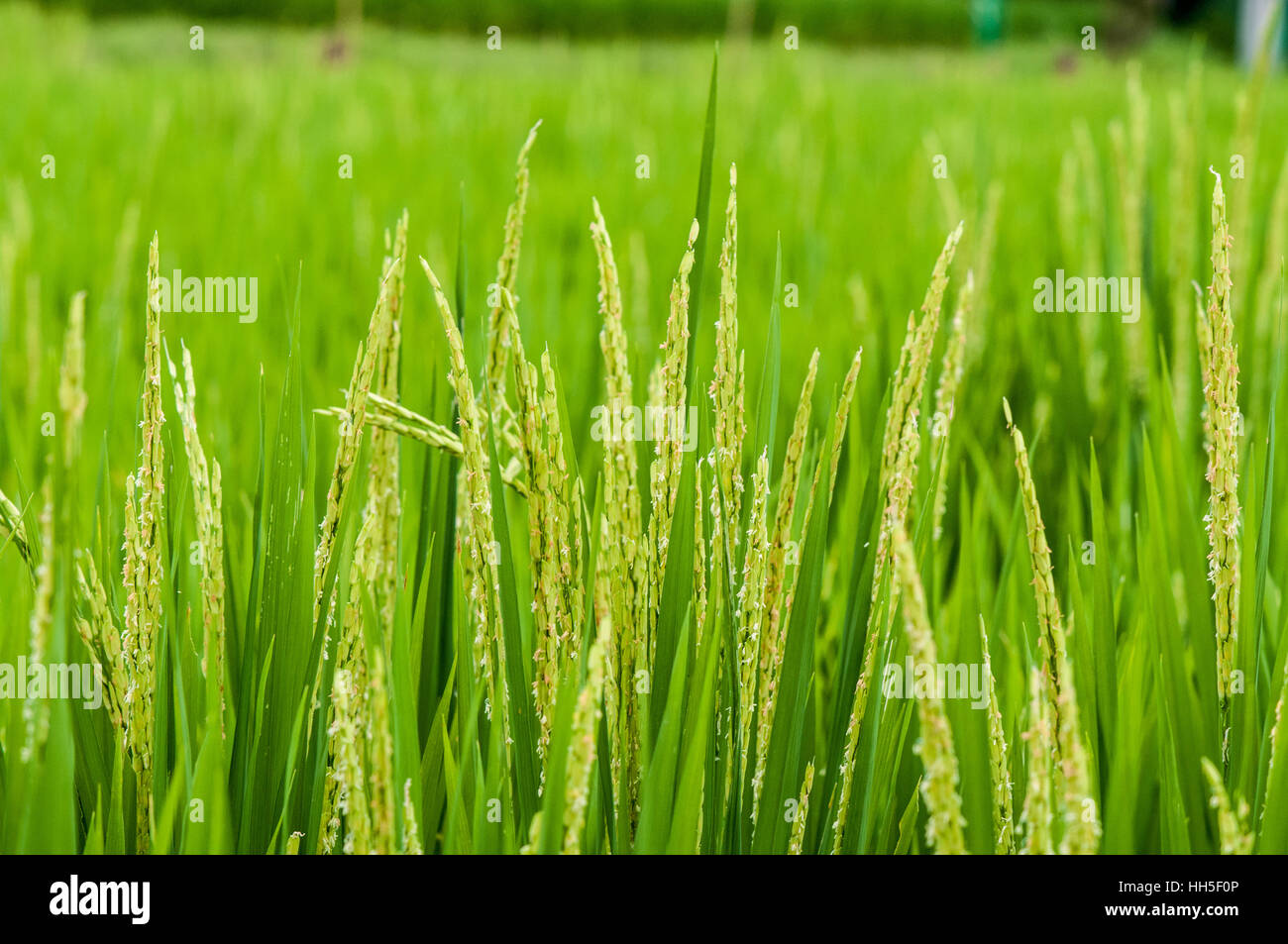 Rice plant hi-res stock photography and images - Alamy