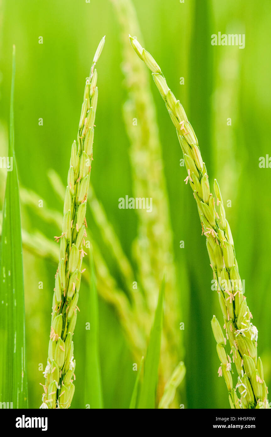 Rice plant hi-res stock photography and images - Alamy