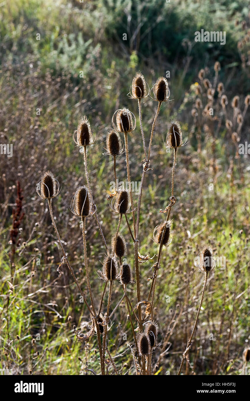 Wild teasel dried head Dipsacus fullonum grassland backlit Stock Photo ...