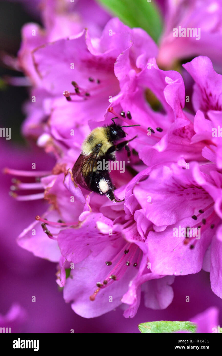 Bee enjoying an Azalea bush Stock Photo - Alamy