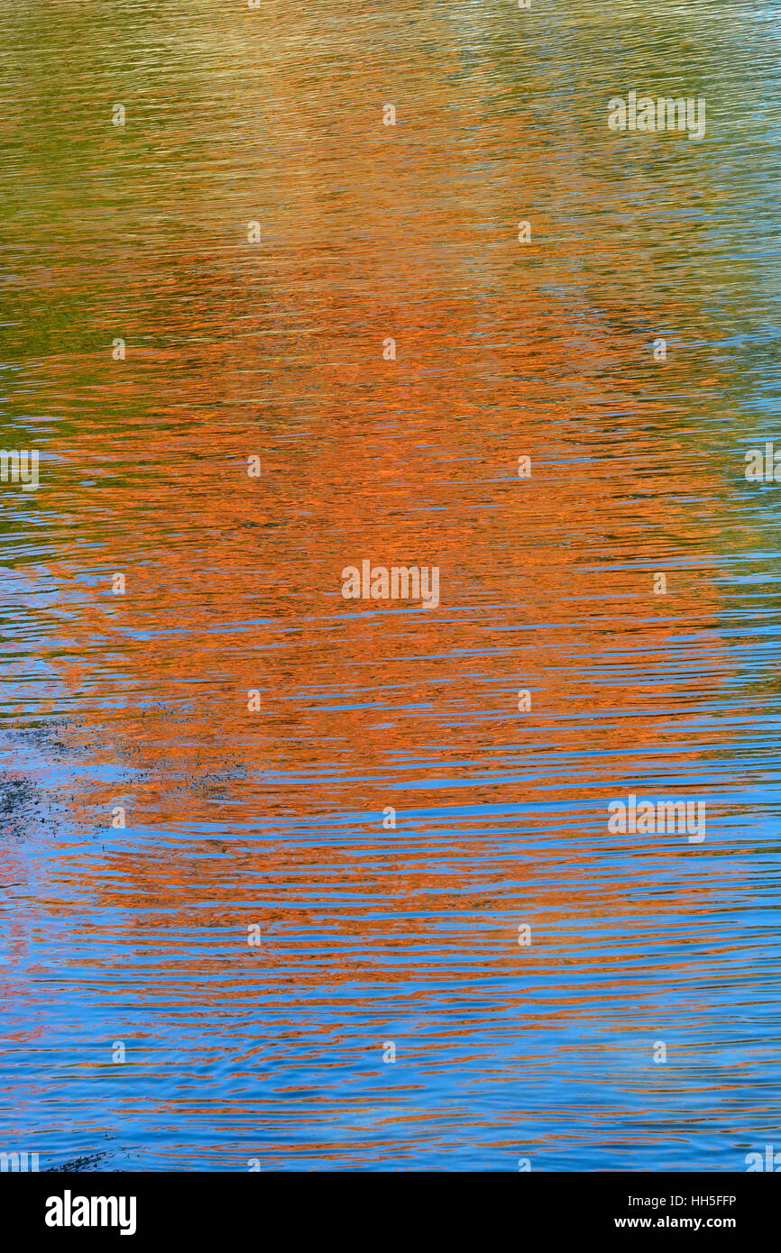 Fall trees reflected in a lake in Acadia National Park Stock Photo - Alamy