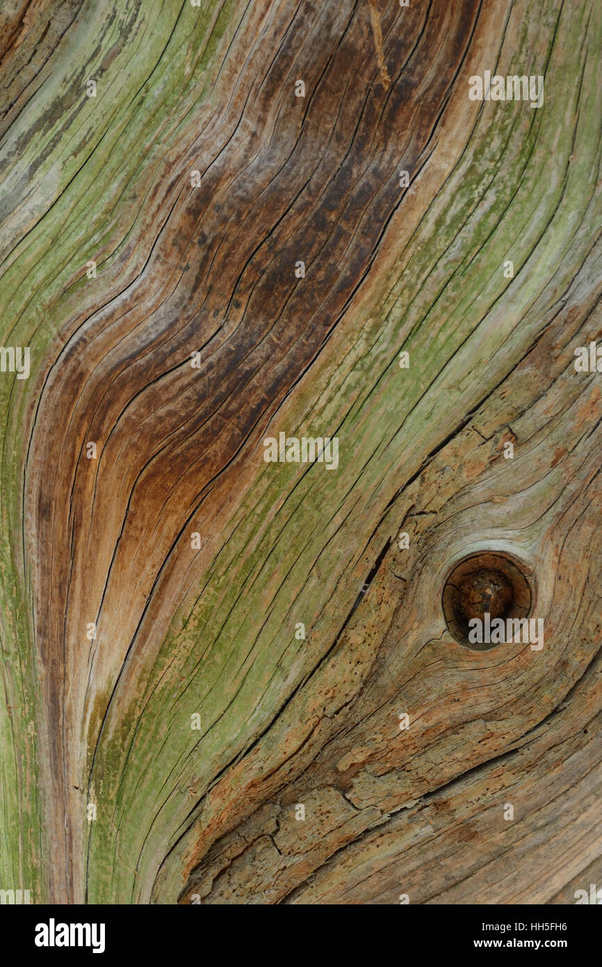 Tree knot hi-res stock photography and images - Alamy