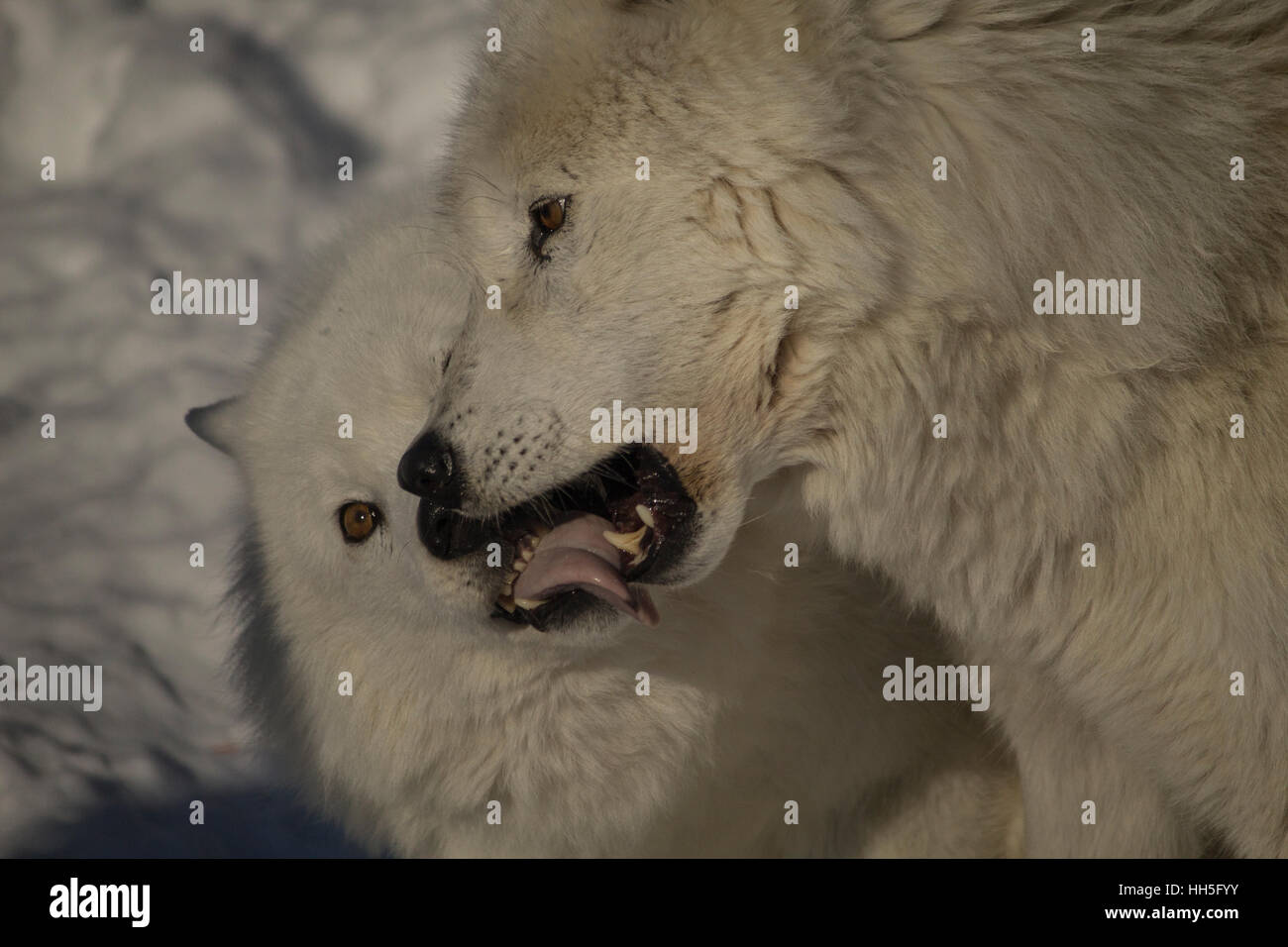 Angry wolf hi-res stock photography and images - Alamy