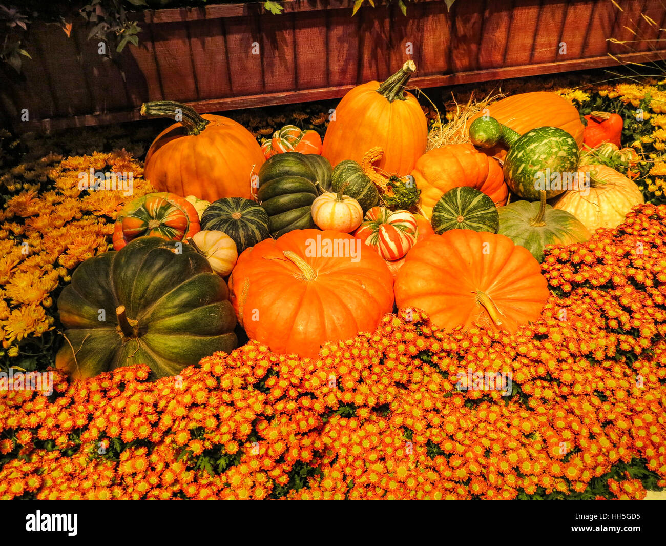 A group of different colored pumpkins with flowers Stock Photo - Alamy