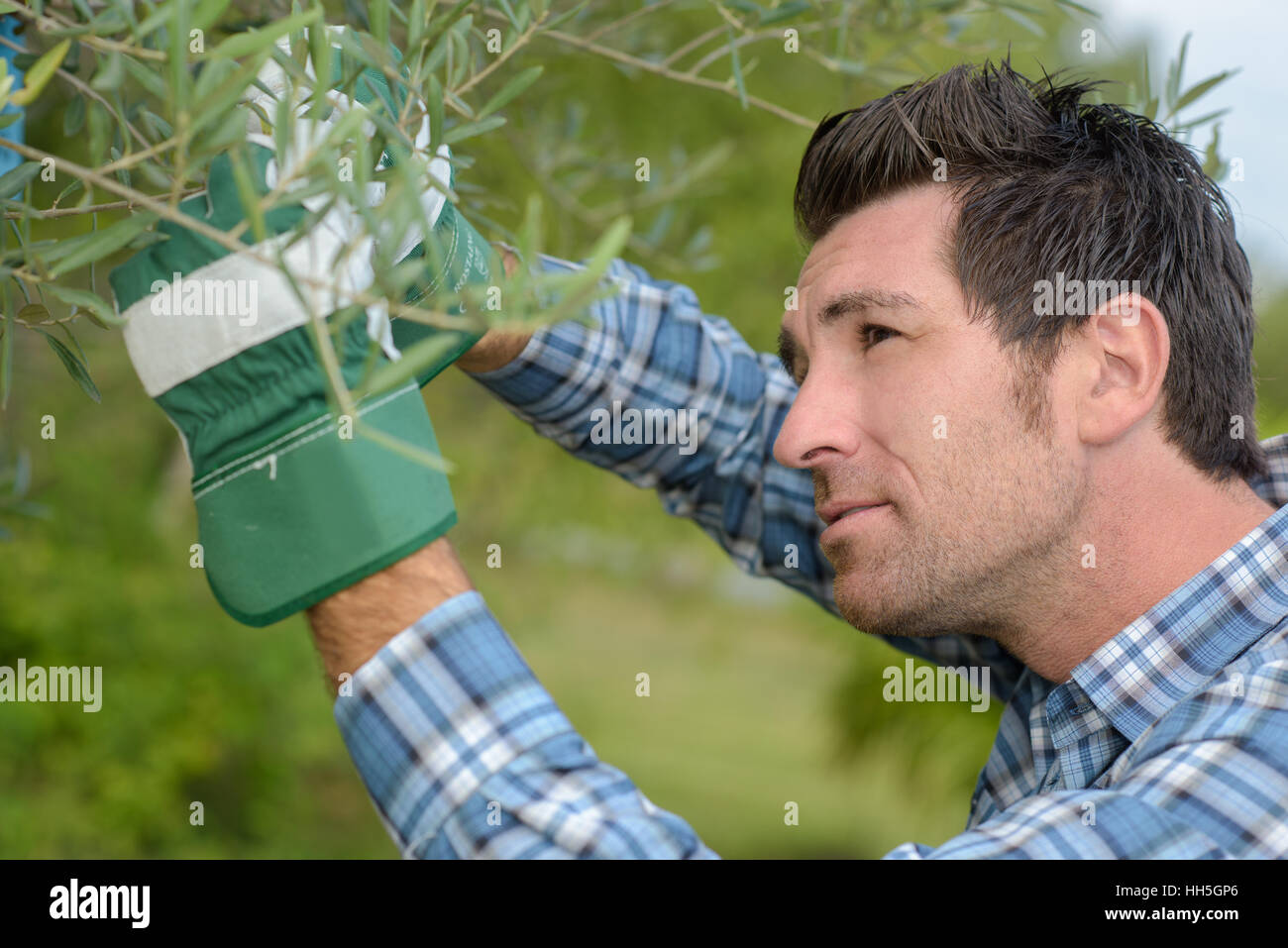 Gardener working with plants Stock Photo - Alamy