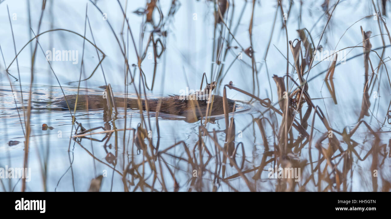 Cold water creature hi-res stock photography and images - Alamy