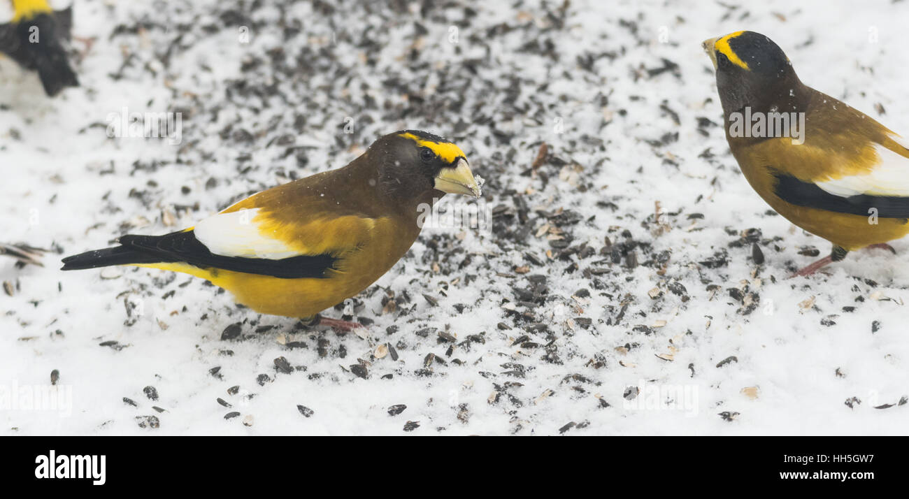 Seed eating animals hi-res stock photography and images - Alamy