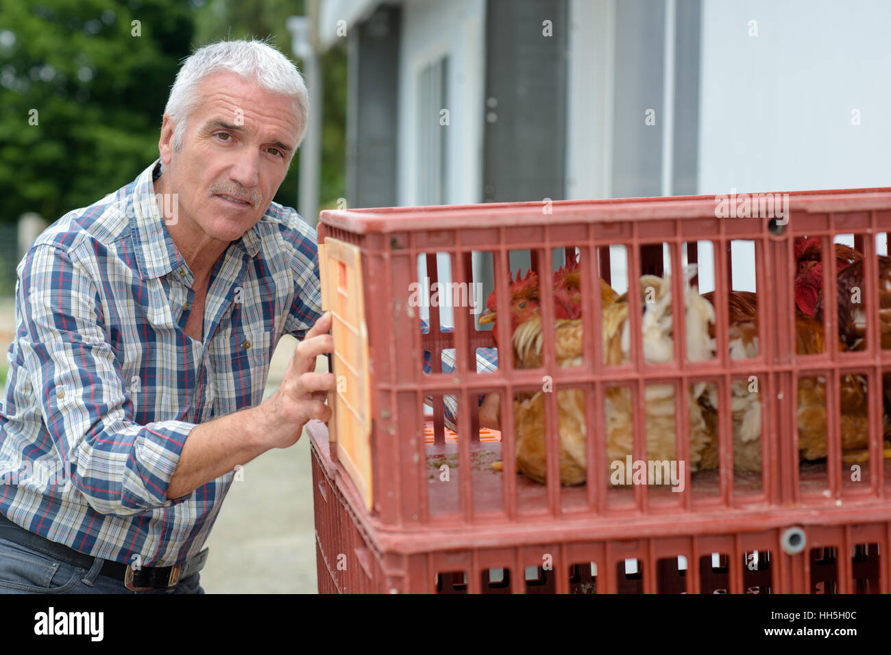 Mature farmer pushing crates of hens Stock Photo - Alamy