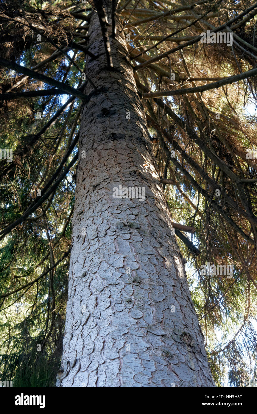 Spruce spruces hi-res stock photography and images - Alamy