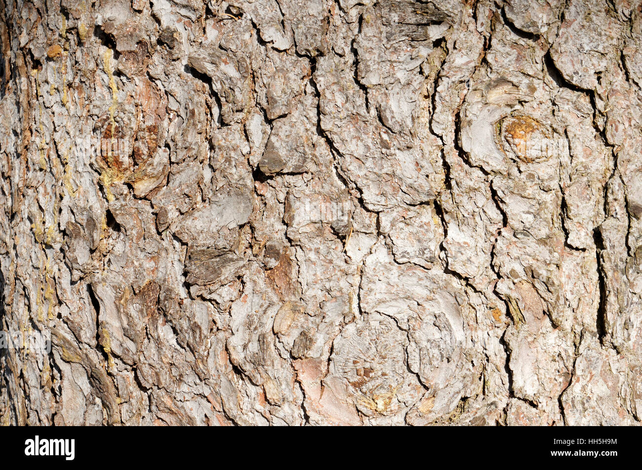 Norway spruce tree bark picea hi-res stock photography and images - Alamy