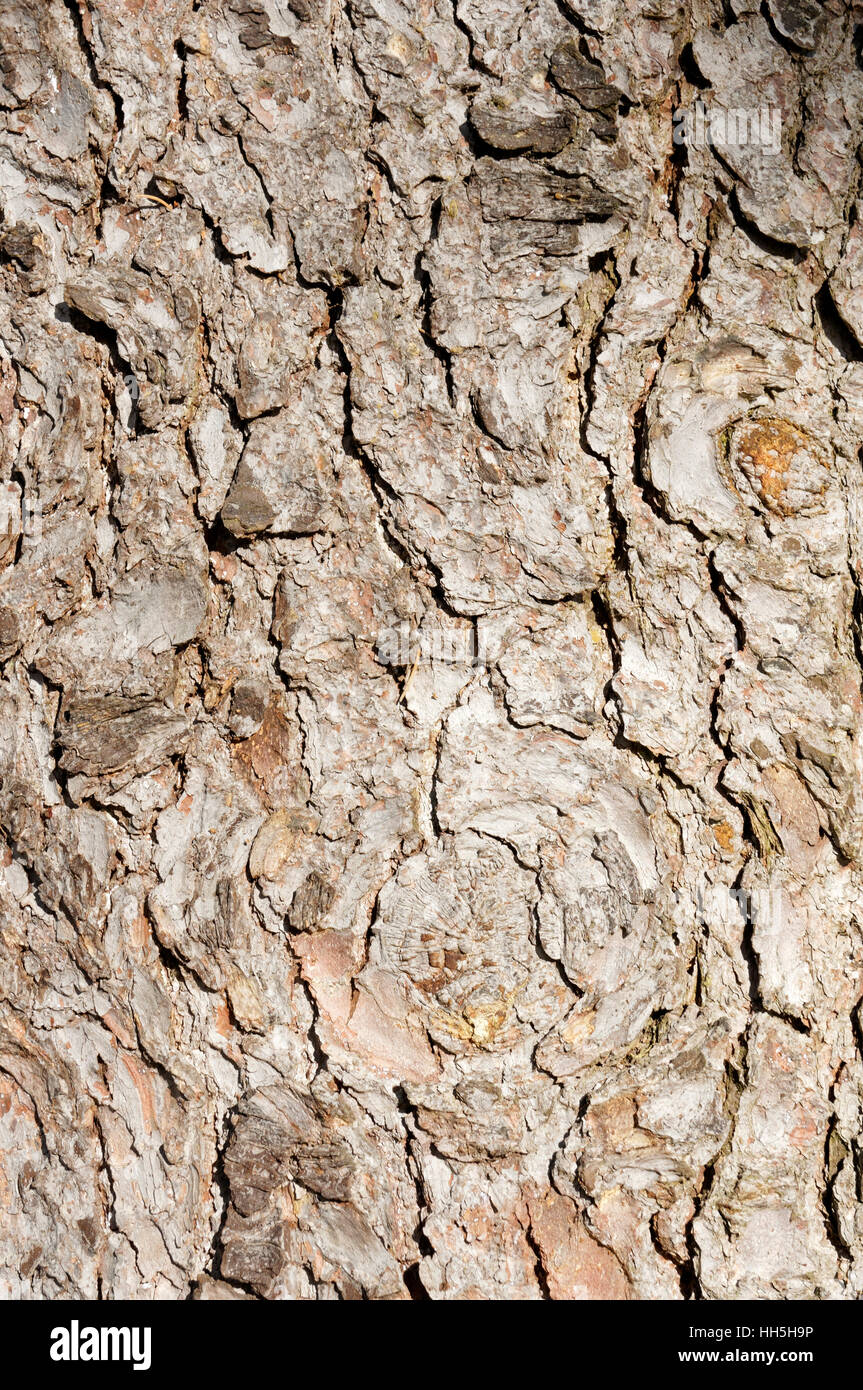 Rough scaly tree bark High Resolution Stock Photography and Images - Alamy