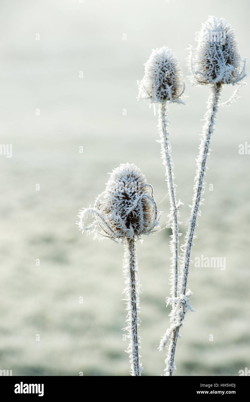Teazel hi-res stock photography and images - Alamy