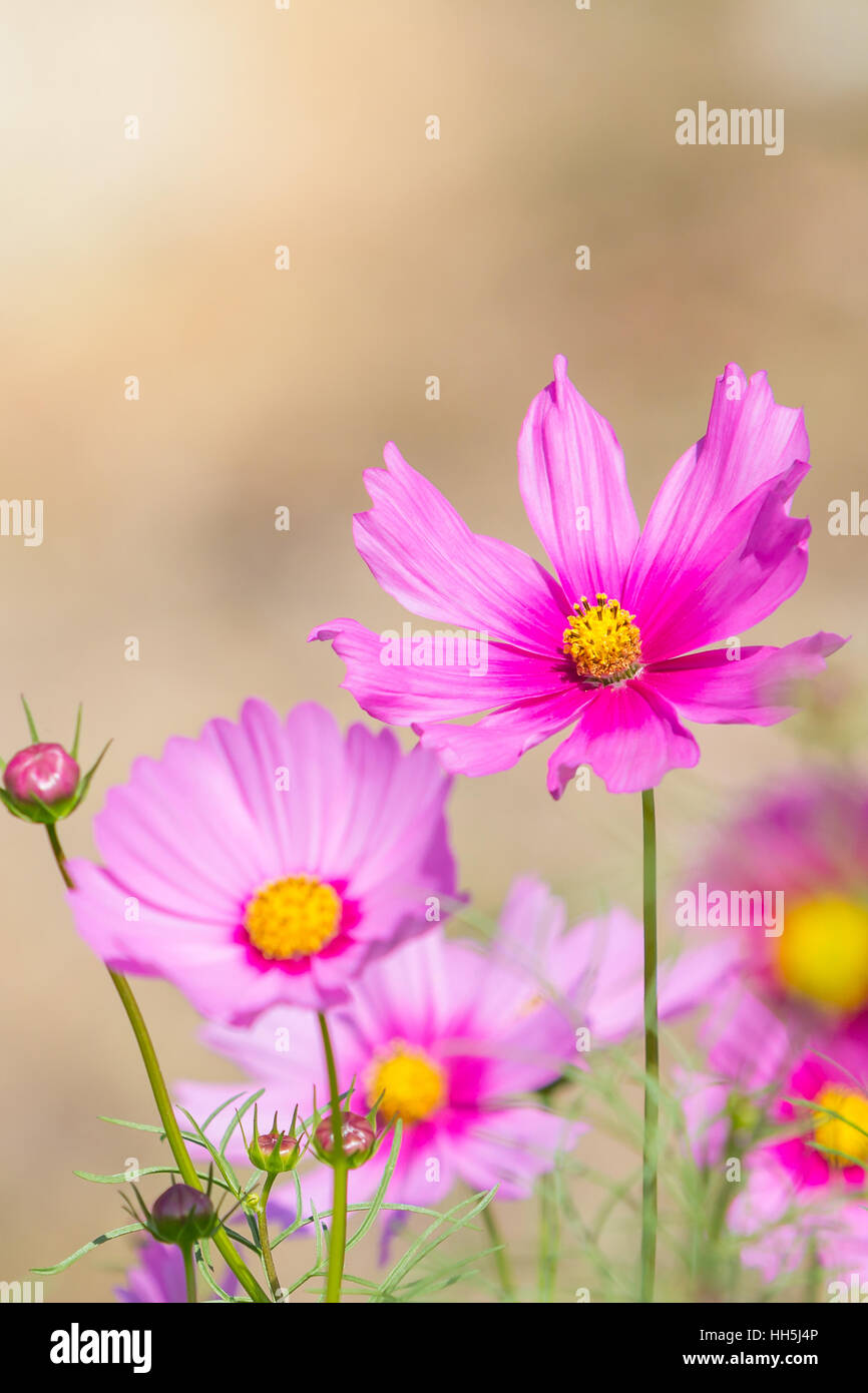 Beautiful Cosmos flowers in summer season Stock Photo - Alamy