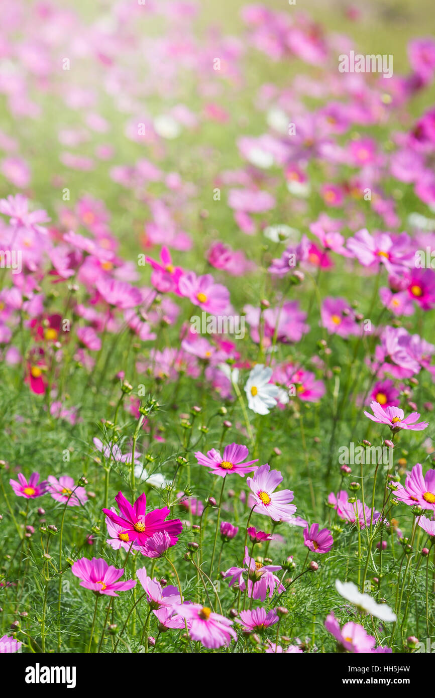 Beautiful Cosmos flowers in summer season Stock Photo - Alamy
