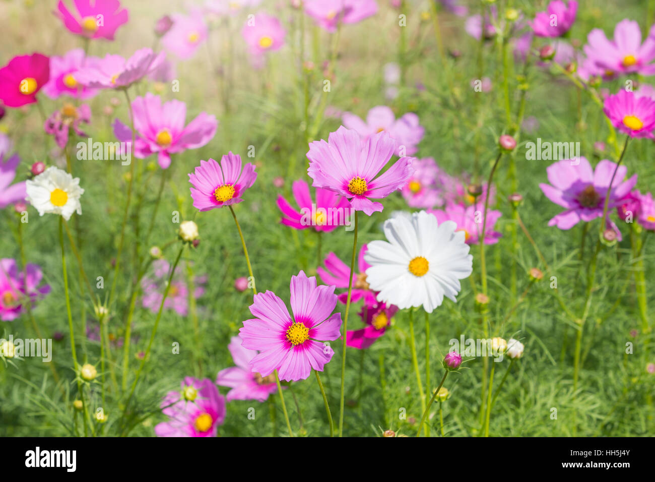Beautiful Cosmos flowers in summer season Stock Photo - Alamy