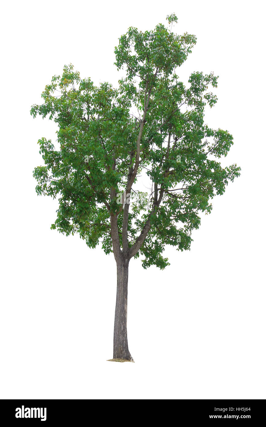 Mahogany Tree isolated on white background Stock Photo - Alamy