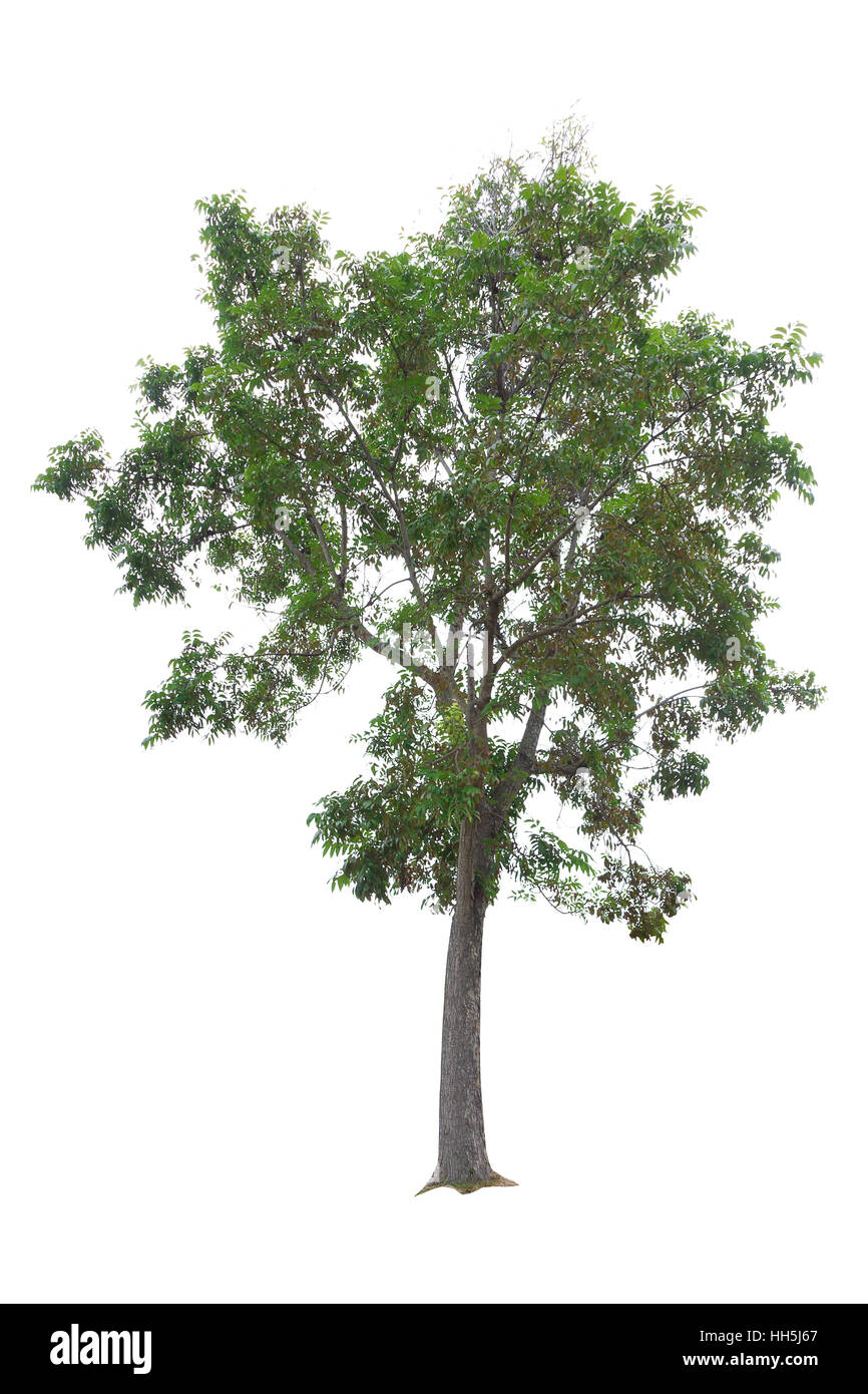 Mahogany Tree isolated on white background Stock Photo - Alamy