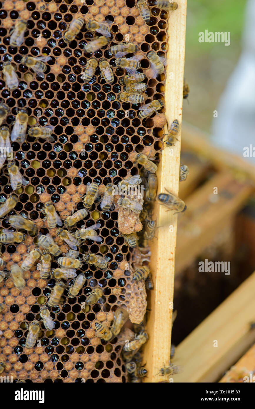 Beehive panels hi-res stock photography and images - Alamy