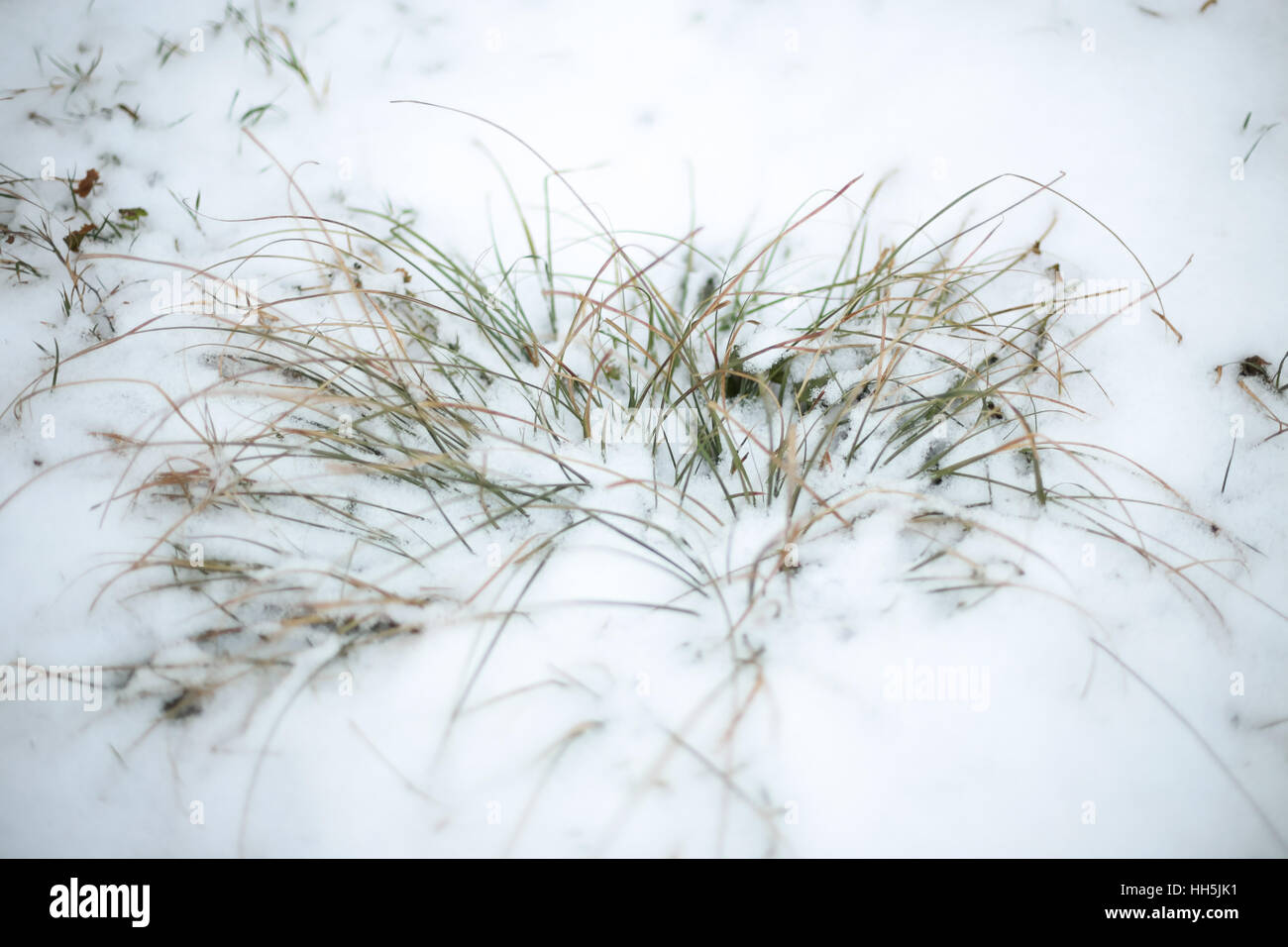 A view of grass covered with snow Stock Photo - Alamy