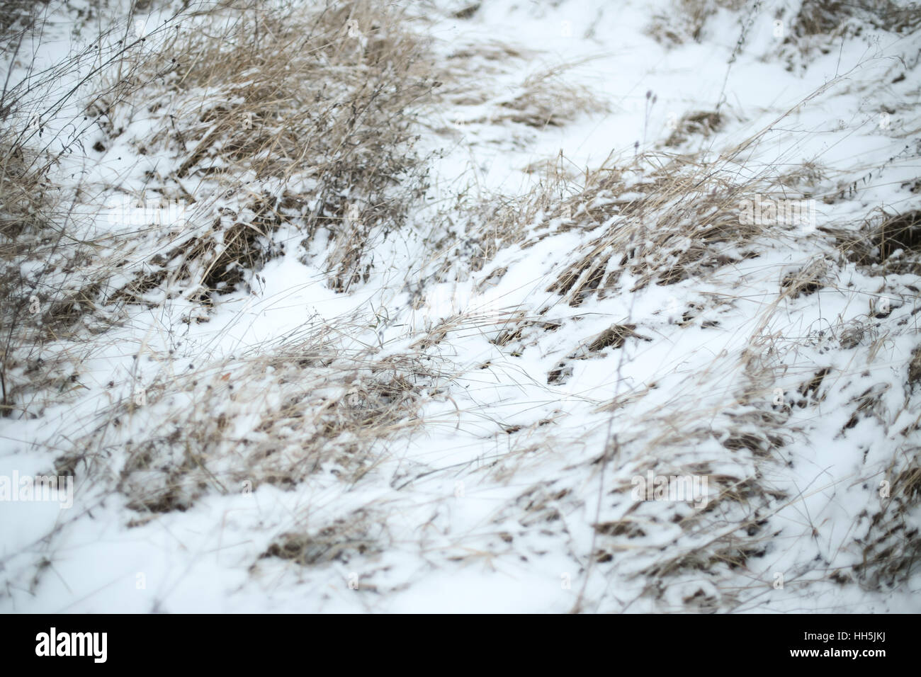 A view of dried high grass covered with snow Stock Photo - Alamy