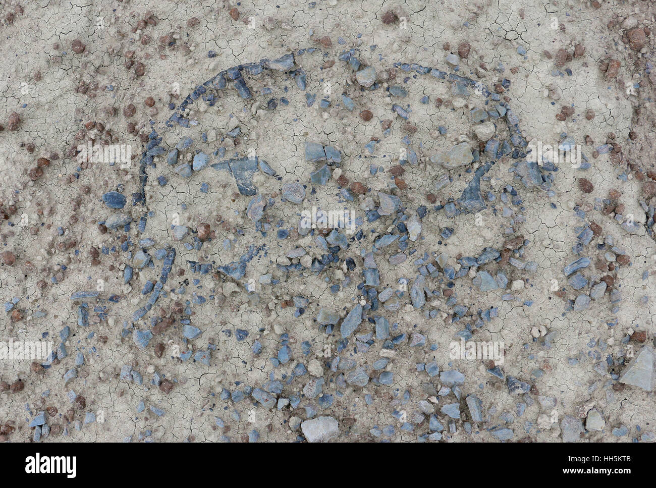 Fossil turtle shell hi-res stock photography and images - Alamy