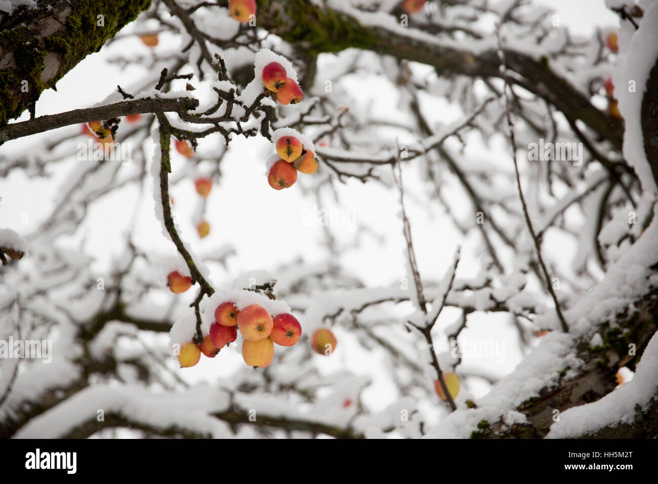 Frozen winter apples Stock Photo - Alamy