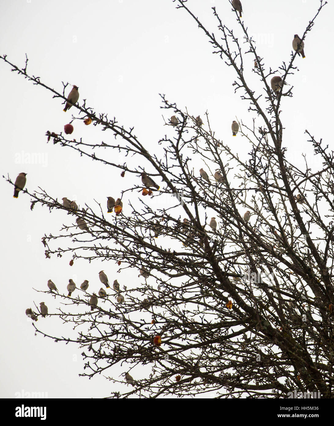 Frozen winter apples Stock Photo - Alamy