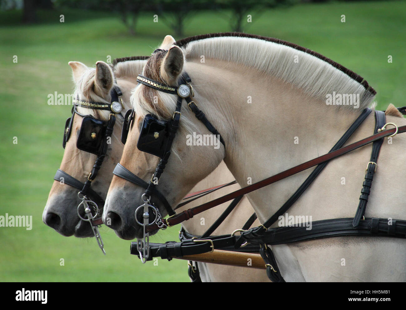 A beautifully matched pair of Norwegian Fjord horses in harness Stock ...
