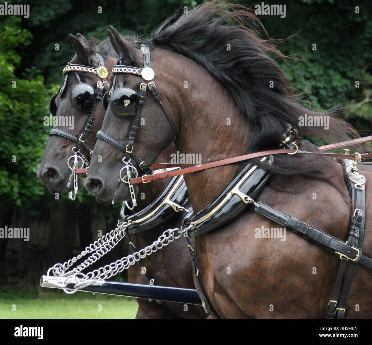 Morgan horse hi-res stock photography and images - Alamy