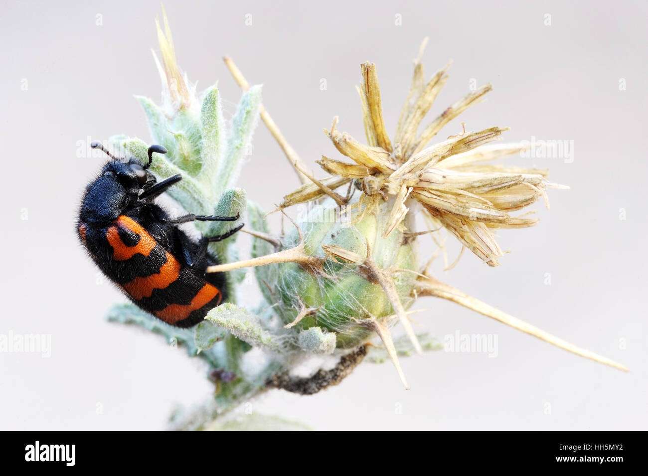 Closeup of the nature of Israel - Meloidae beetle Stock Photo - Alamy