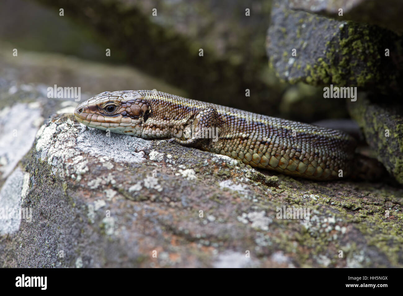 Common Lizard (Zootoca vivipara Stock Photo - Alamy