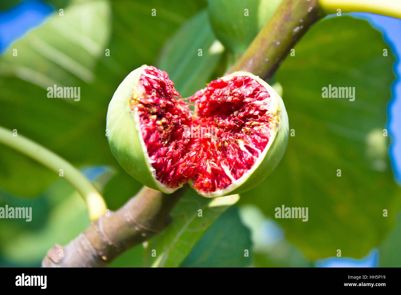 Fig tree background hi-res stock photography and images - Alamy