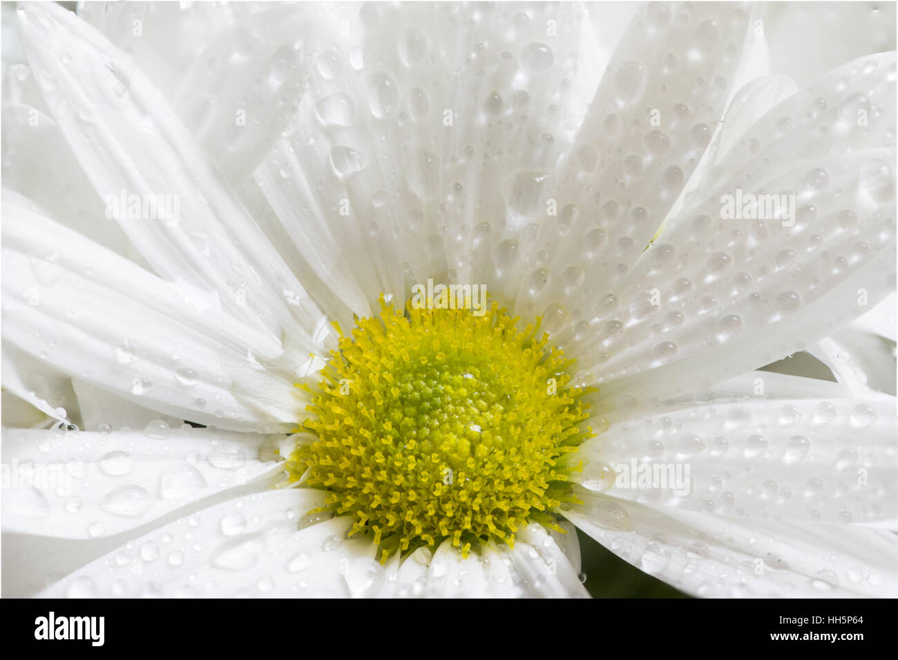 Daisy with dew hi-res stock photography and images - Alamy