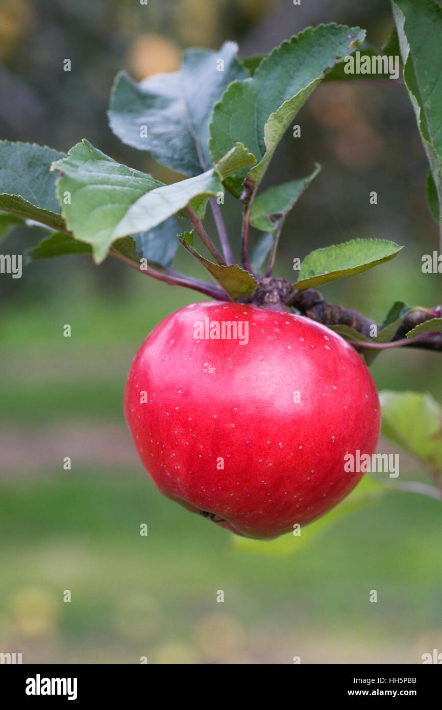 Malus domestica 'John Standish' growing in an English Orchard Stock ...