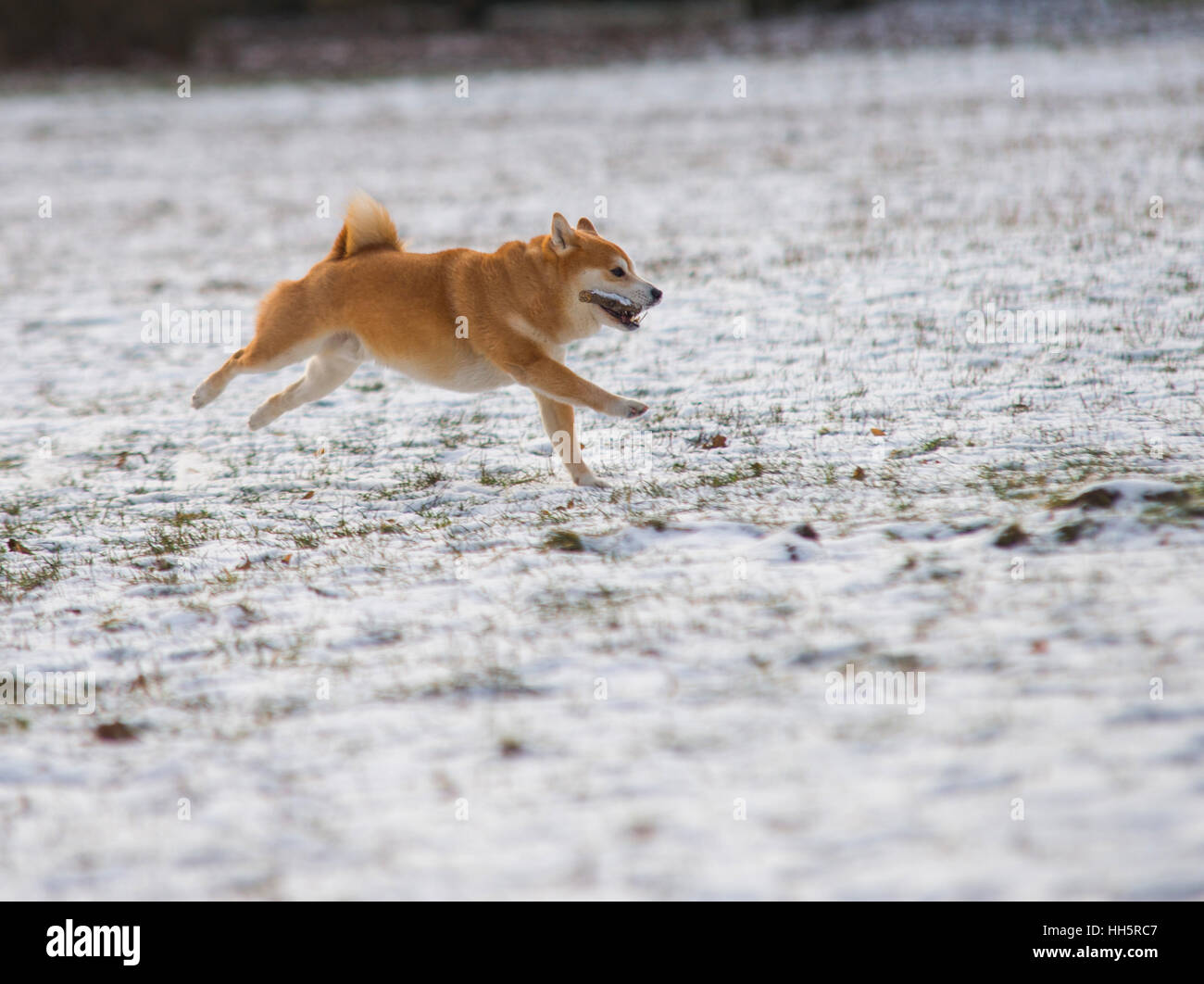 Red Shiba inu dog on the snow Stock Photo - Alamy