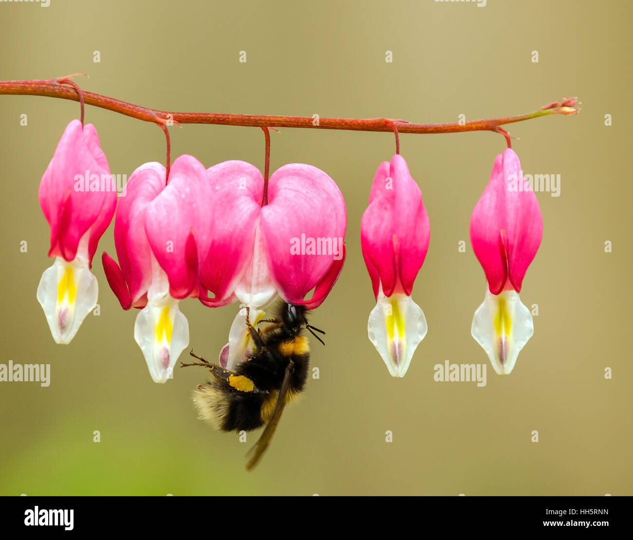 Taking nectar from flower hi-res stock photography and images - Alamy