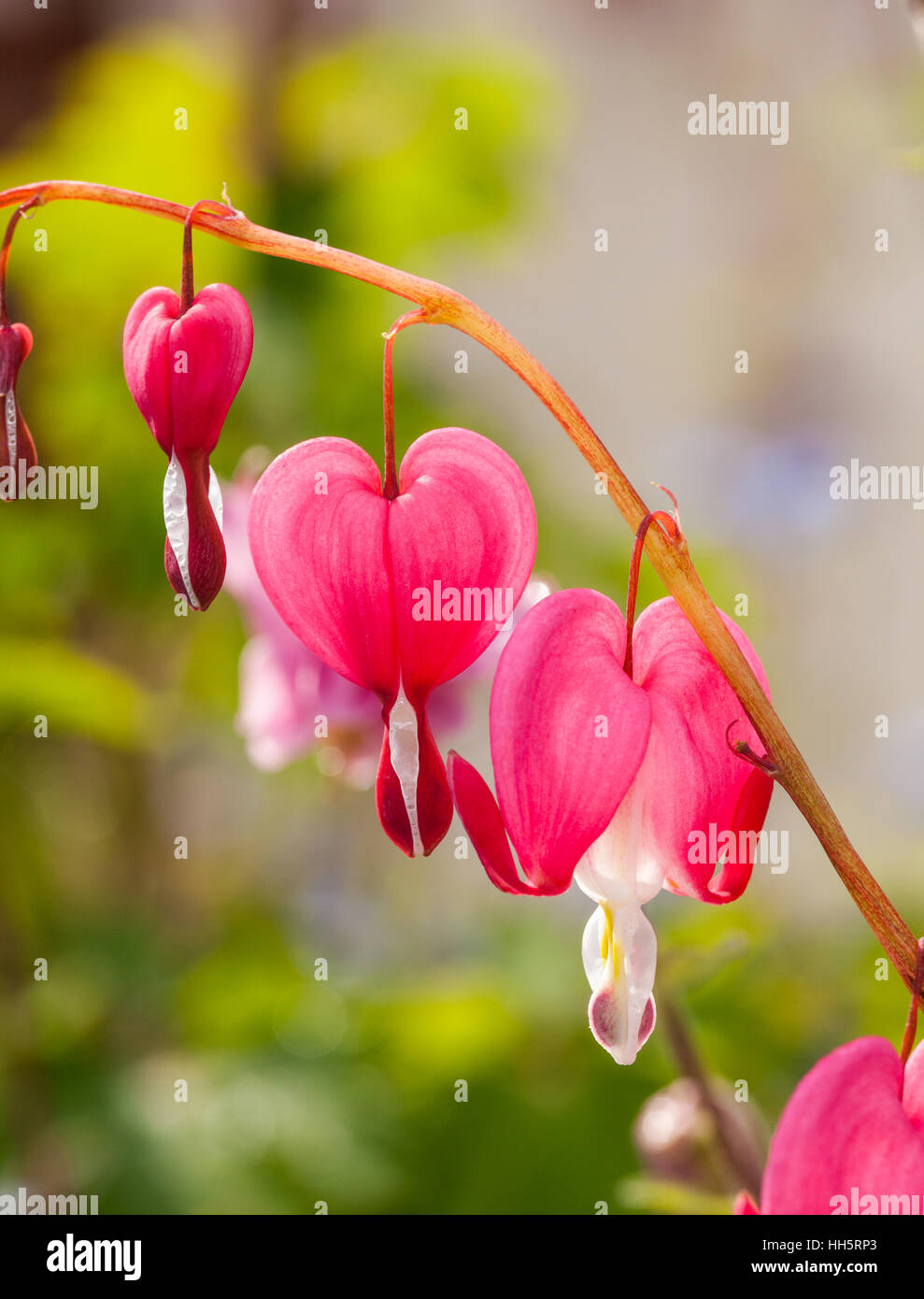 Bleeding Heart flower Dicentra Spectabilis in full bloom in springtime ...