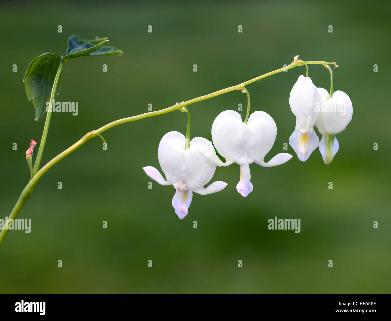 Bleeding Heart flower Dicentra spectabilis 'Alba' in full bloom in the ...