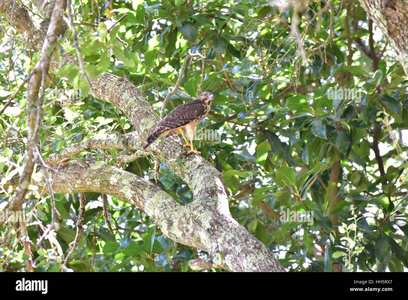 Atlantic hawk hi-res stock photography and images - Alamy