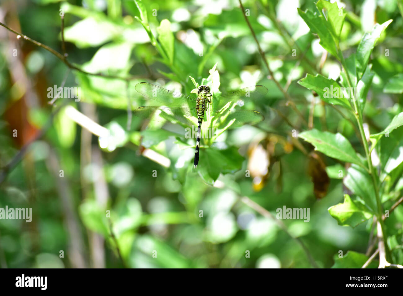 Dragonfly insects hi-res stock photography and images - Alamy