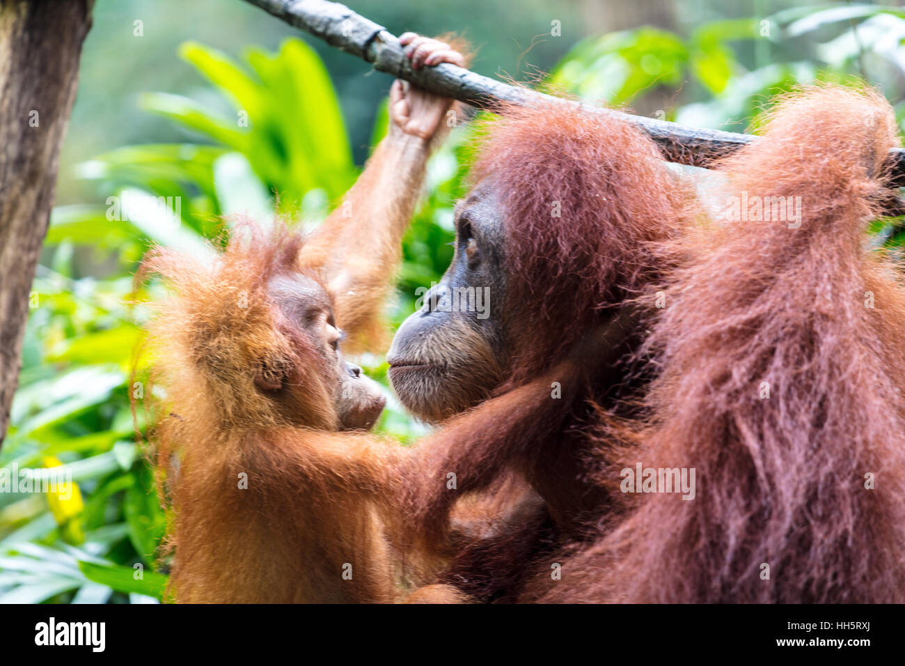 Orangutan mother sumatra hi-res stock photography and images - Alamy