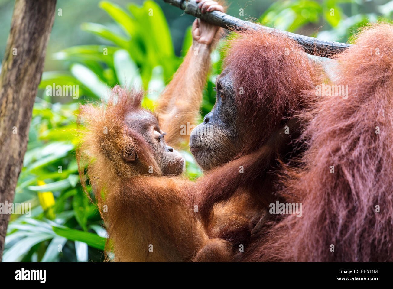 Mother with baby orangutan Stock Photo - Alamy