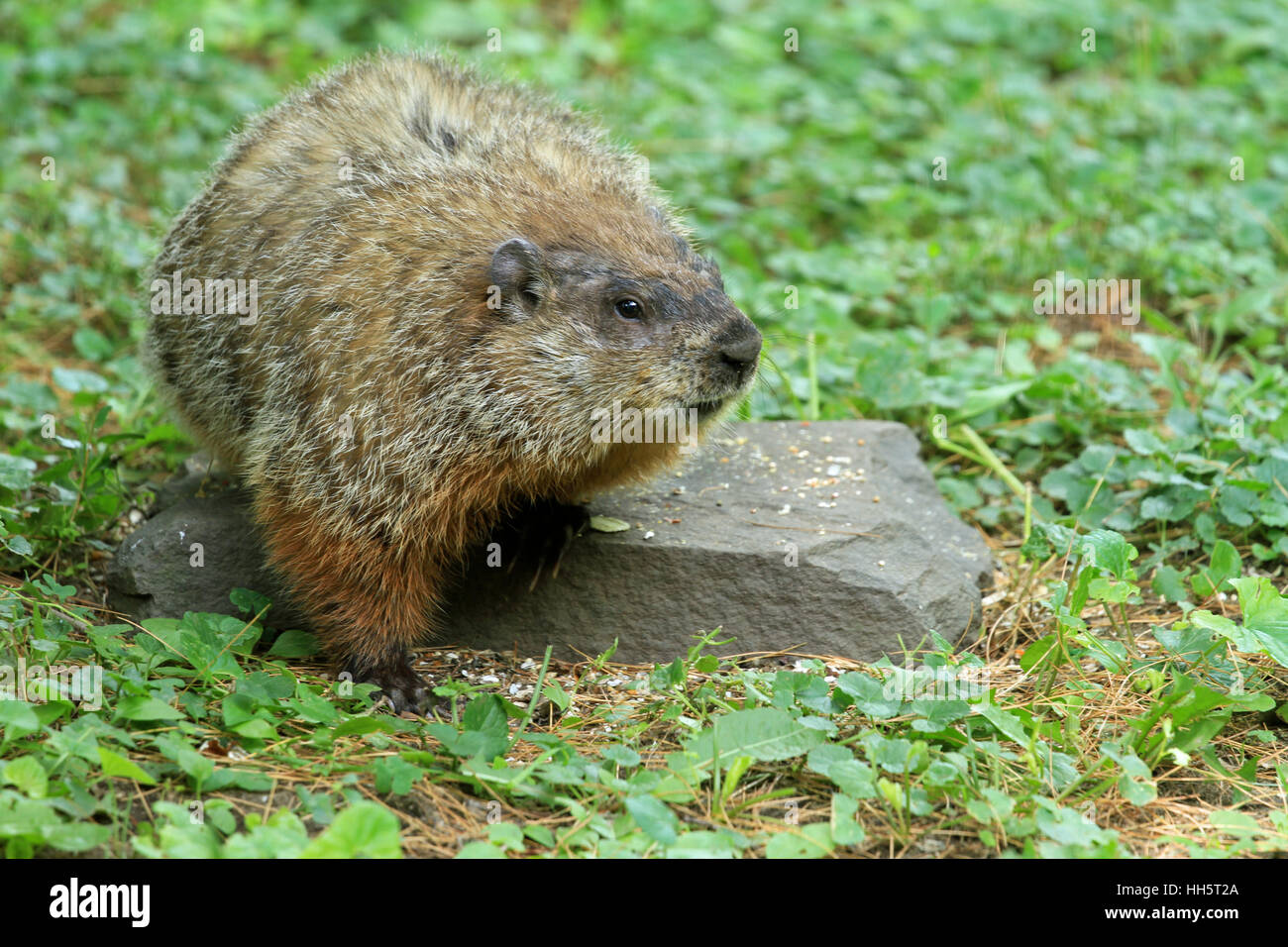 A chubby adult groundhog (Marmota monax) resting on a rock during a New ...